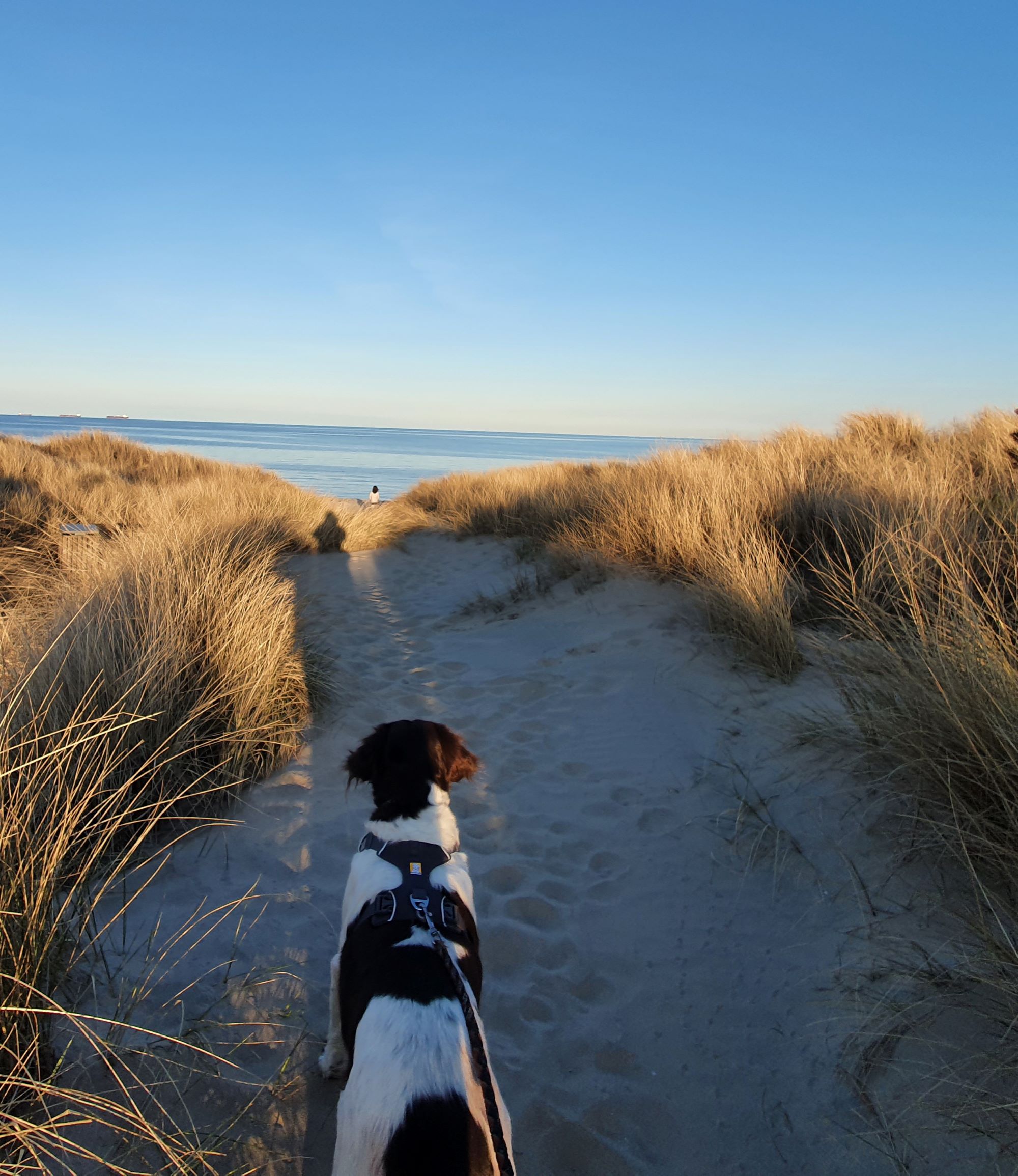 Camping-Urlaub mit Hund » Skagen Sydstrand Camping